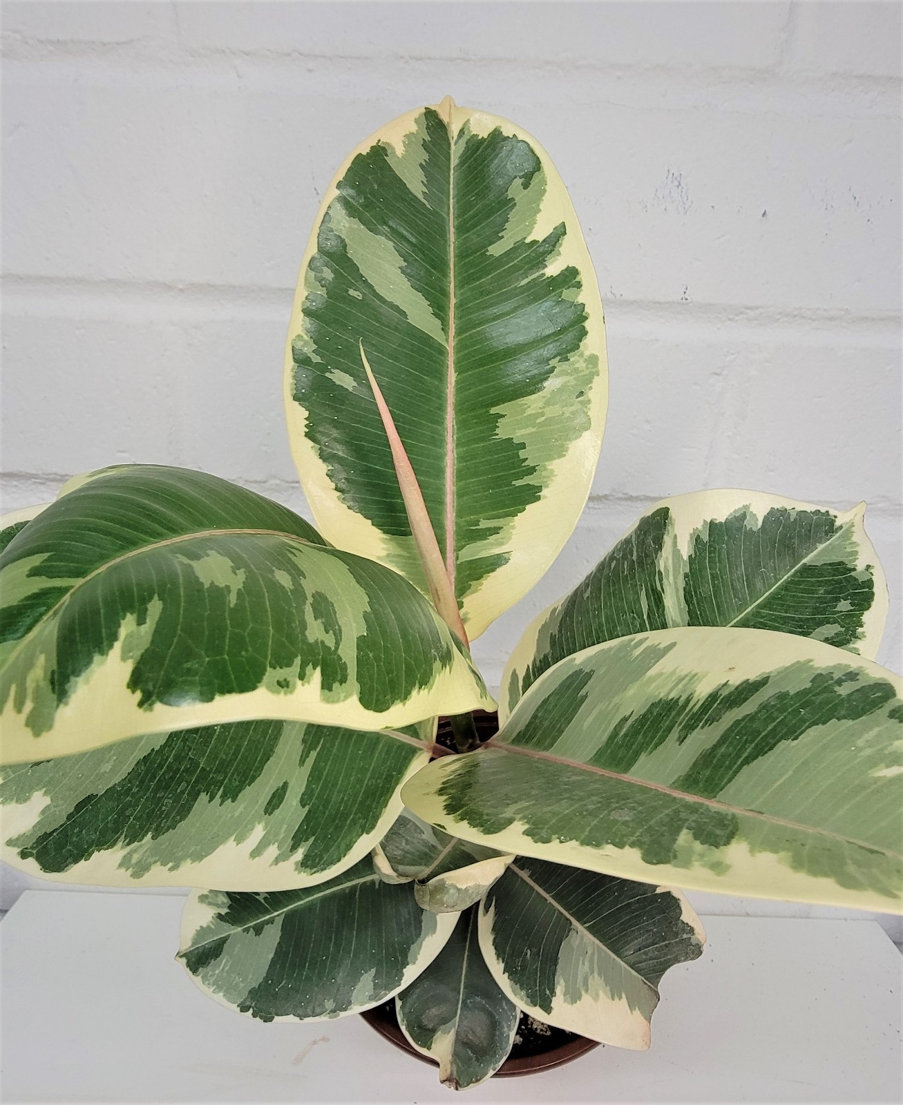 3" Ficus Tineke Live Plant Variegated Rubber Tree Tricolor Easy Care ...