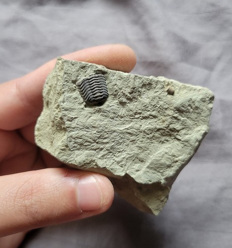 Rare Bargain Dudley Bug Trilobite Fossil From The Silurian Of England ...