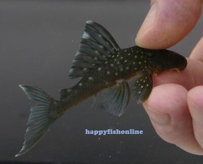 L128 BLUE PHANTOM PLECO! ABSOLUTELY GORGEOUS JUVENILE LIVE FISH! WC 6-8 ...