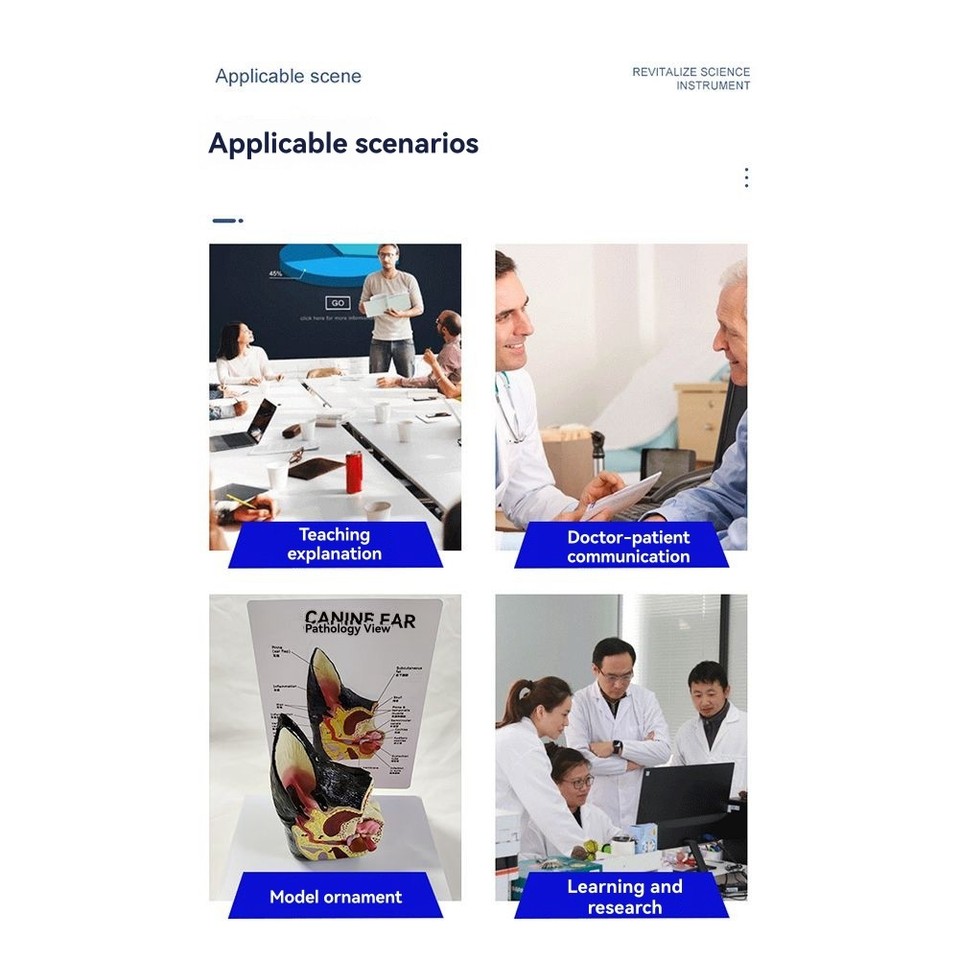 Dog Ear Lesion Animal Anatomical Model Veterinary Science Aids ...