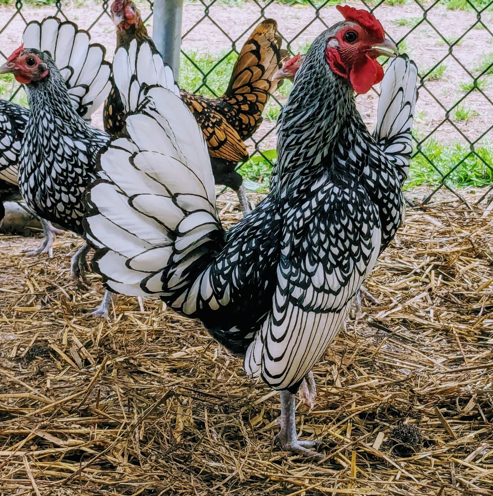 Silver Sebright Hatching Eggs 12+ | eBay