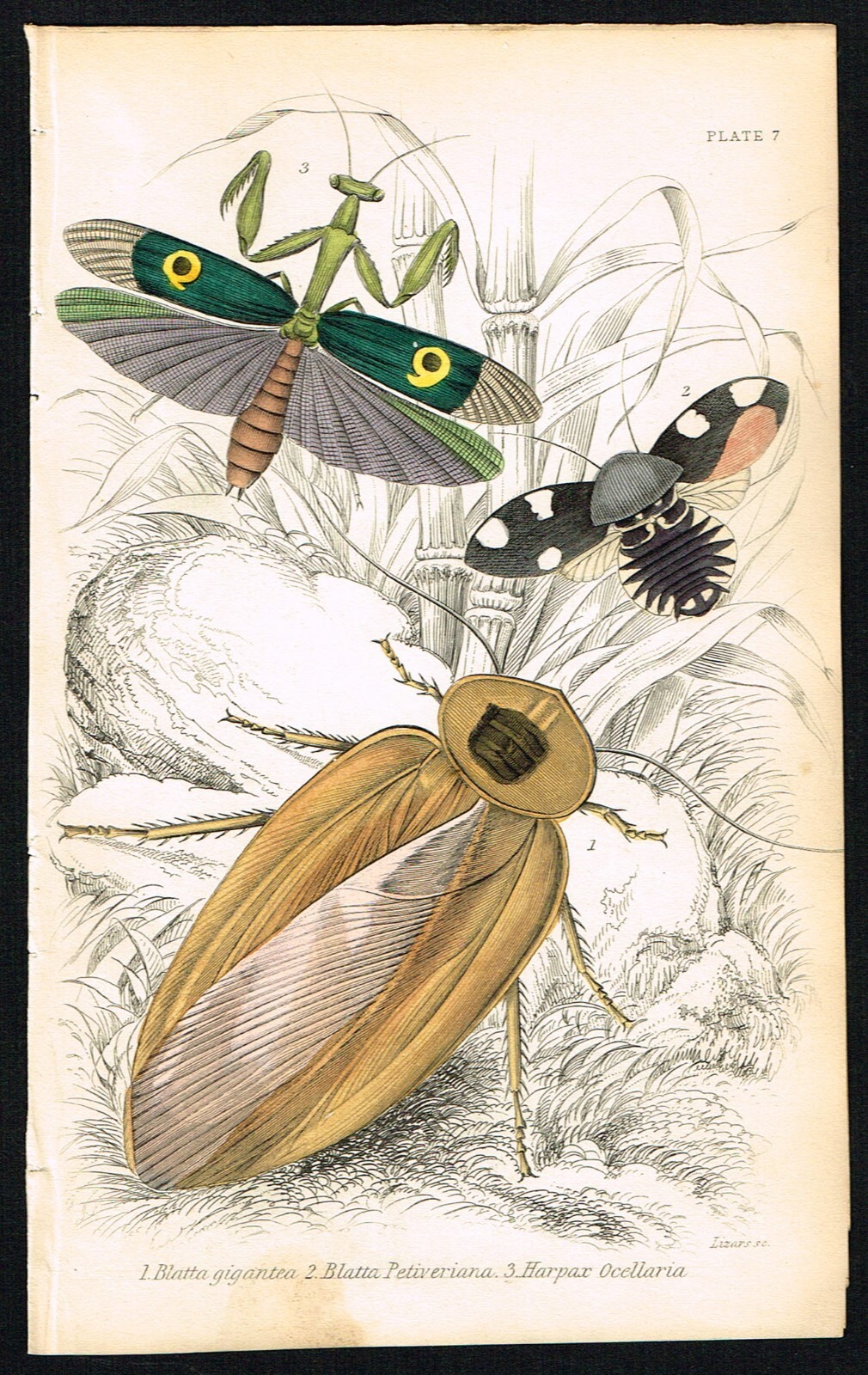 Indian Domino Cockroach, Exotic Grasshopper Insects, Antique Hand-Col ...