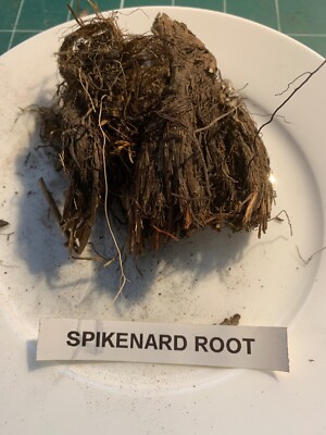 Jatamasi (Spikenard),Musk Root, Nardostachys Jatamansi - Balchad 50gm ...