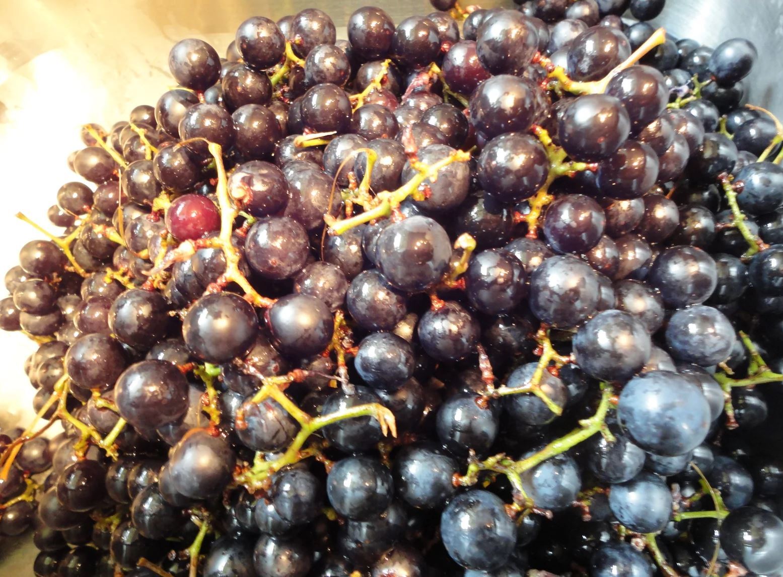 mustang grape (Vitis mustangensis)—100 seeds ($4.00) | eBay