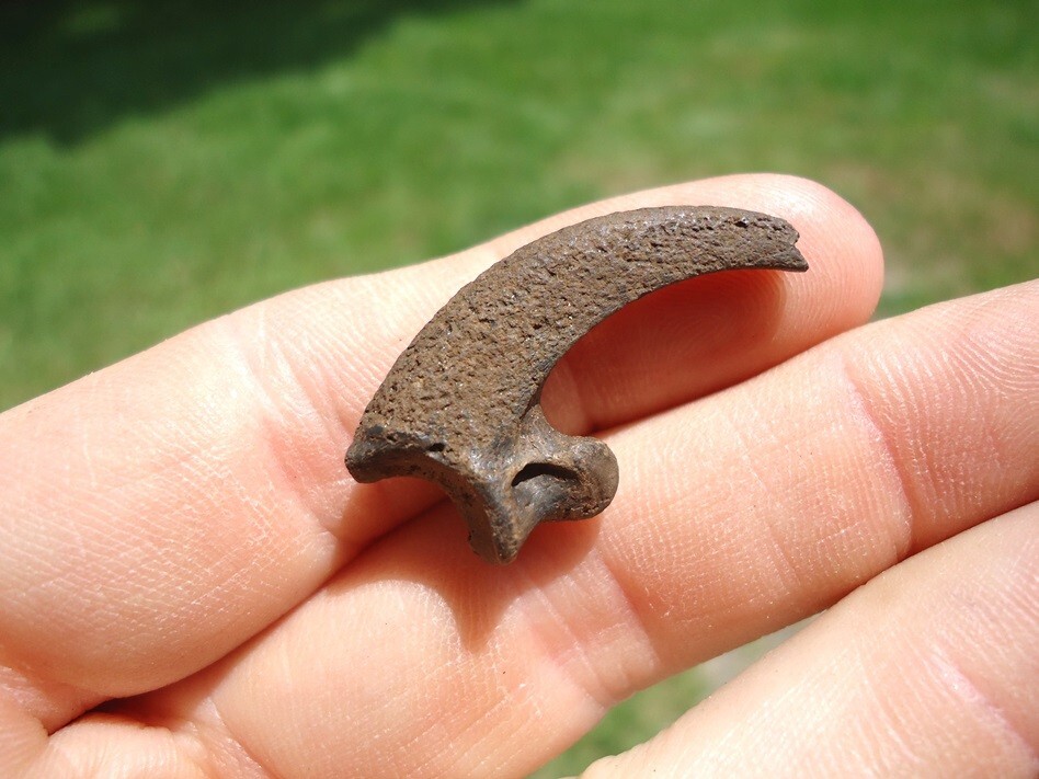 RARE BALD EAGLE CLAW CORE FLORIDA FOSSIL ICE AGE EXTINCT AVIAN BIRD ...