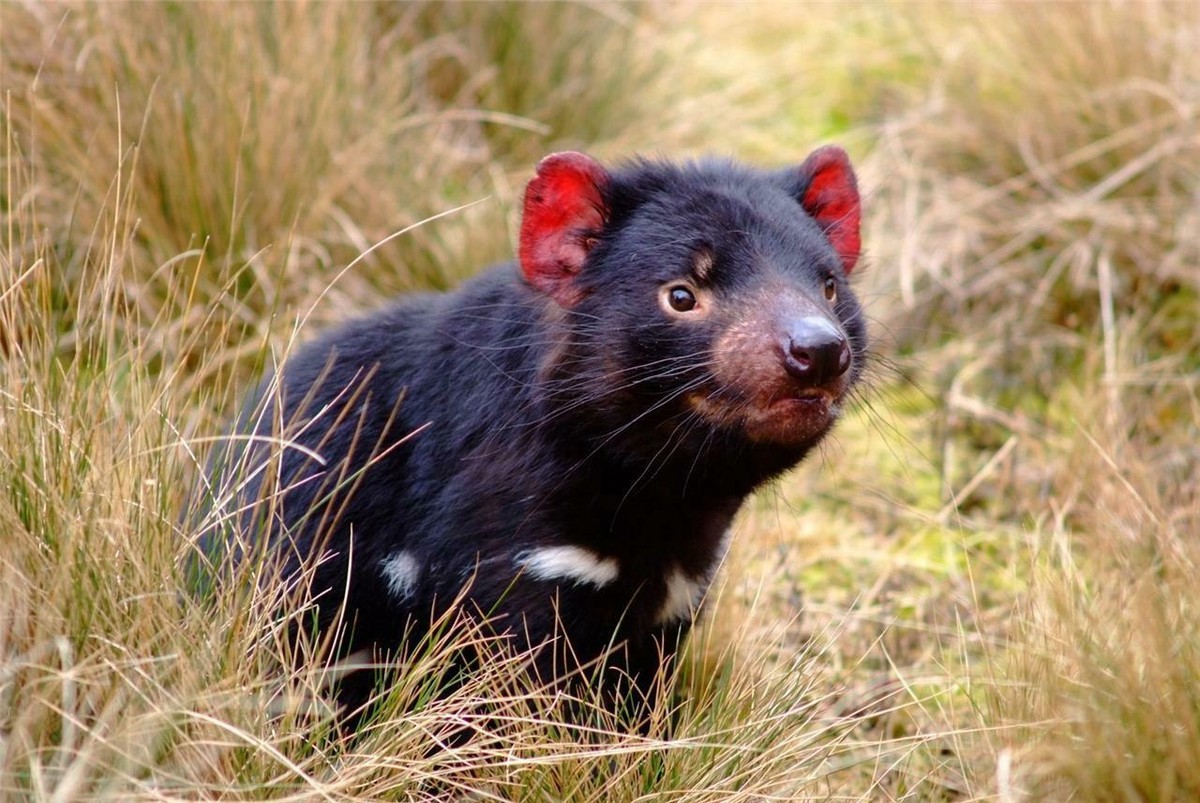 Tasmanian Devil Cute Tasmanian Devils Are Adapting To Their Gnarly