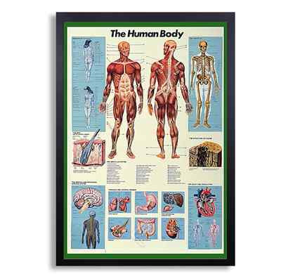 Framed Biology Posters 26"x38" (The Human Body w/thick border) | eBay
