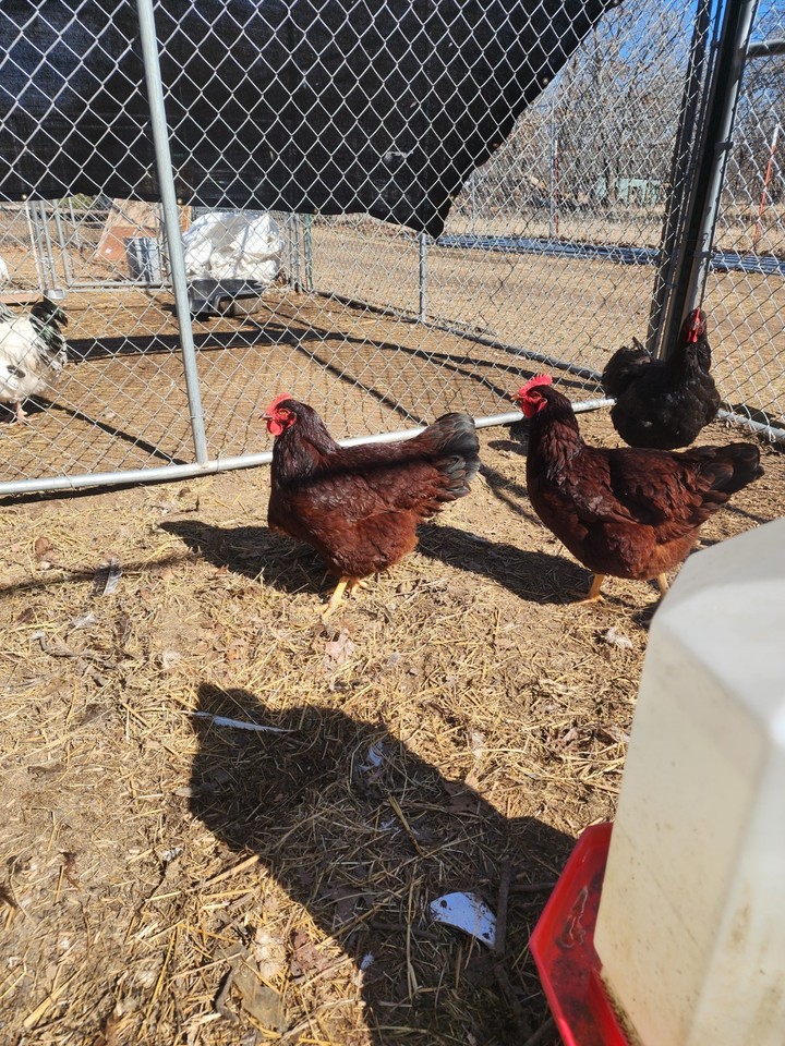 6 FERTILE CHICKEN RHODE ISLAND RED HATCHING EGGS QUICK USPS PRIORITY ...