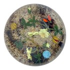 Vintage Paul Joseph Stankard Botanical Handblown Glass Paperweight A193 ...