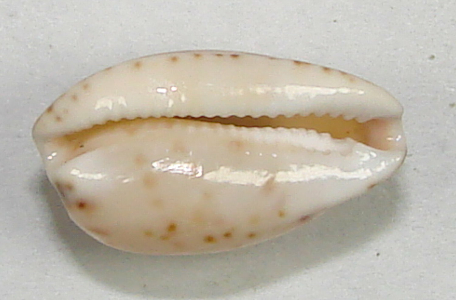 CYPRAEA COMPTONII 18.59mm SUPER CHOICE SPECIMEN Port MacDonnell, South ...