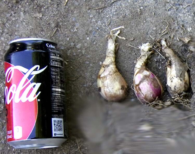 Set of 2 or 3 Amaryllis Belladonna Bulbs Lily Pink Naked Ladies Plant ...