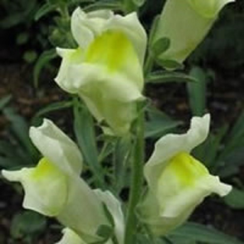 30+ Snapdragon Antirrhinum Lemon Sherbet-Color Flower Seeds / Annual | eBay
