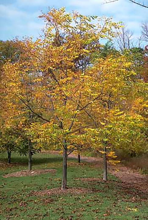 Kentucky Coffee, Gymnocladus dioicus, Tree Seeds | eBay