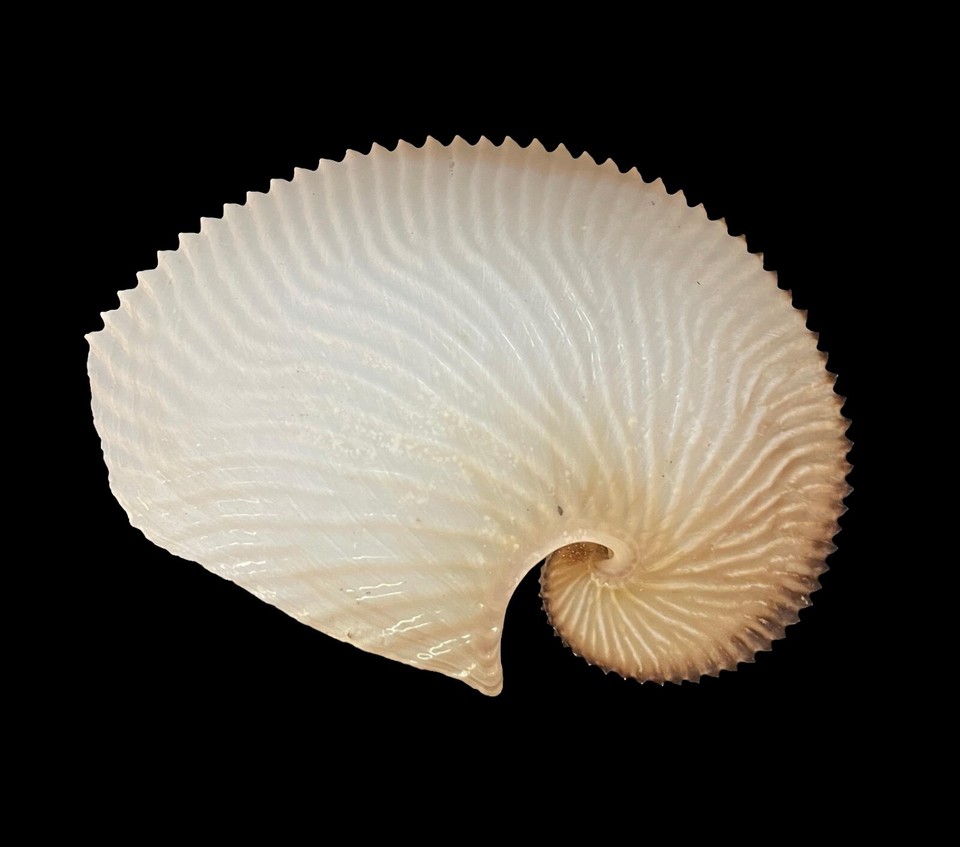 Sea shells Argonauta argo 172.4mm Aquarium Decoration Products | eBay