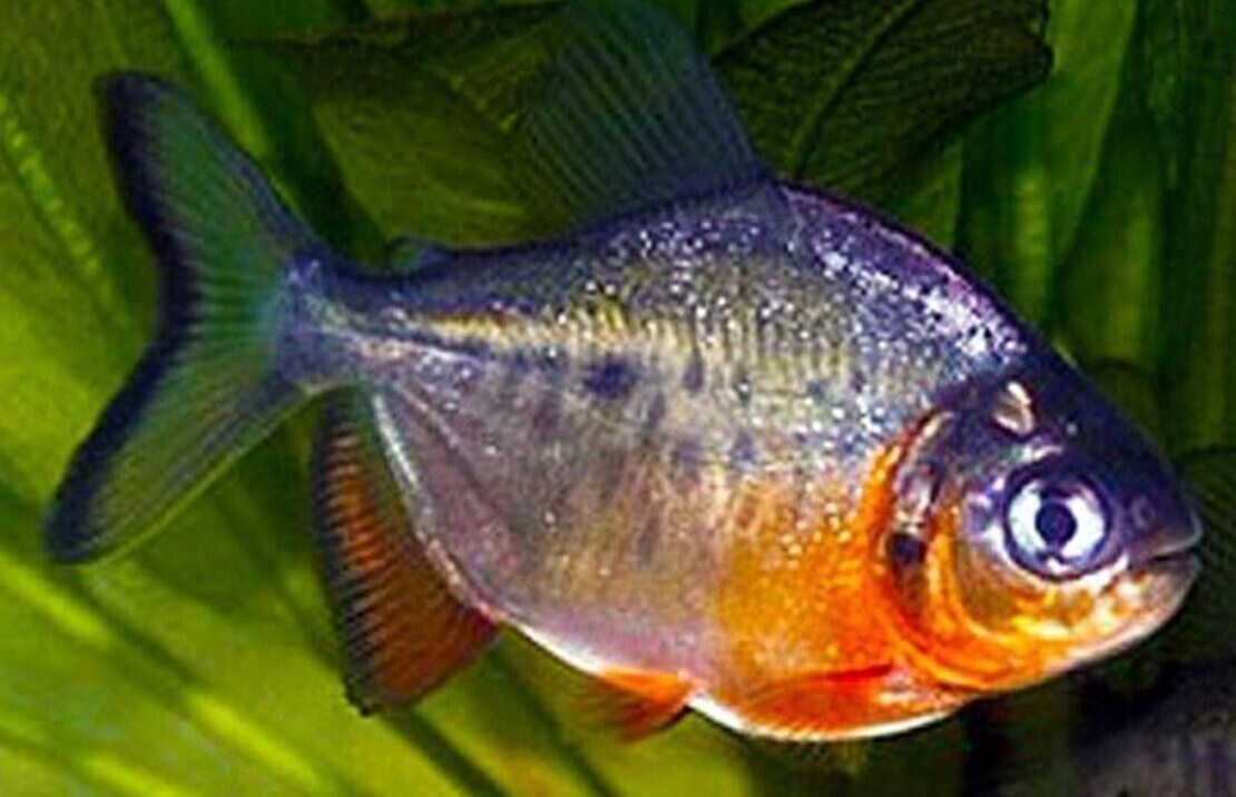 5x Red Pacu Small Live Fish Unbeatable Price Beautiful Live FAST SHIP ...