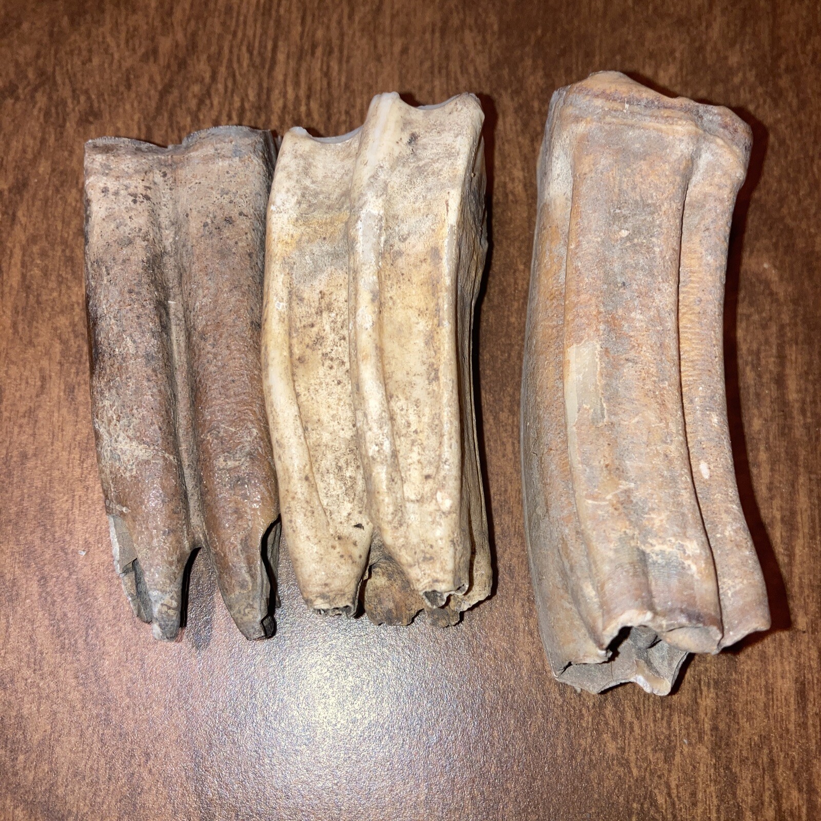 3 Huge Fossil Ice Age Camel Teeth, with Roots Omsk Siberia Pleistocene ...