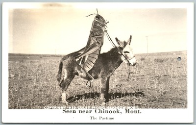 CHINOOK MT EXAGGERATED HOPPER RIDING DONKEY VINTAGE REAL PHOTO POSTCARD ...