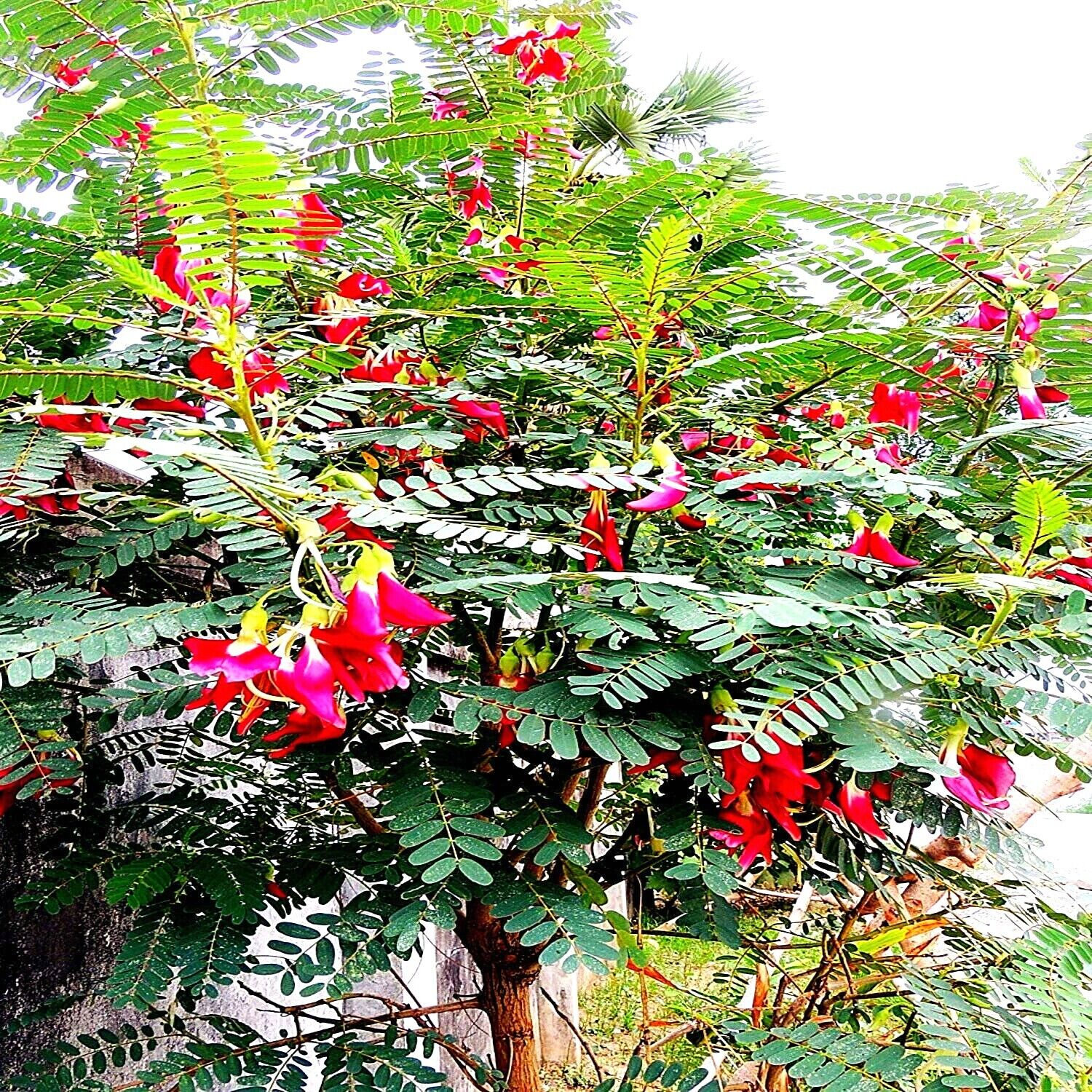 LIVE PLANT 3ft TALL Red Vegetable Hummingbird Tree- Sesbania ...