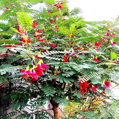 LIVE PLANT 3ft TALL Red Vegetable Hummingbird Tree- Sesbania ...