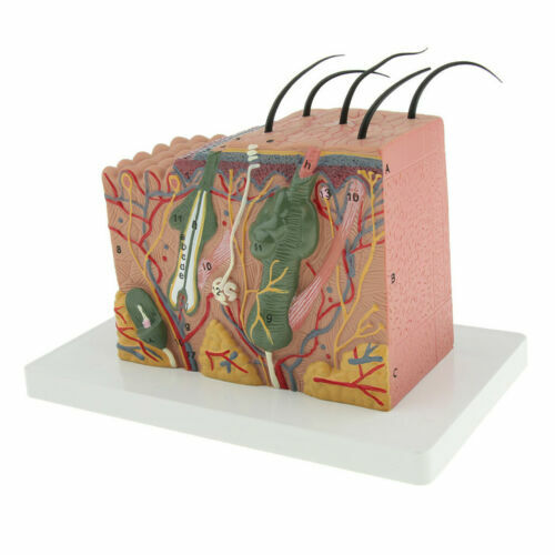 Enlarge Human Skin Model Block Enlarged Plastic Anatomical Anatomy ...