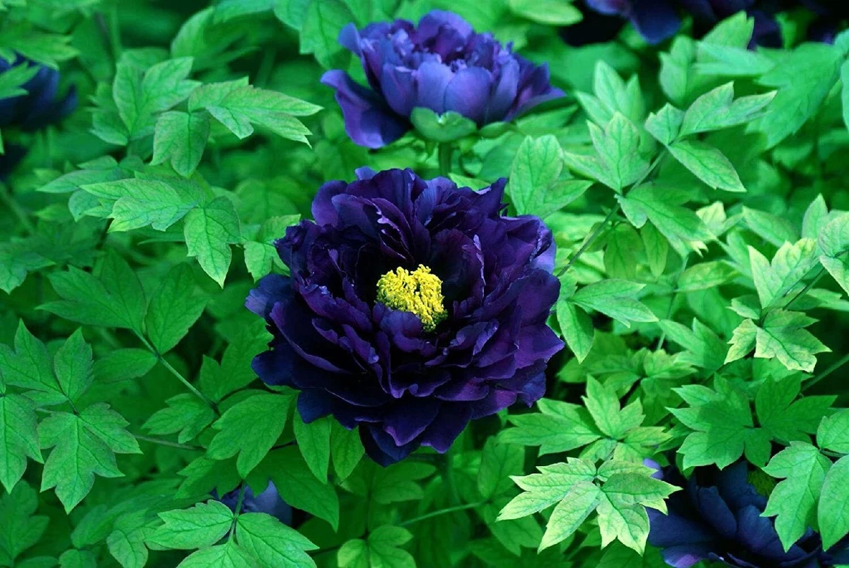 Blue Peony Flower