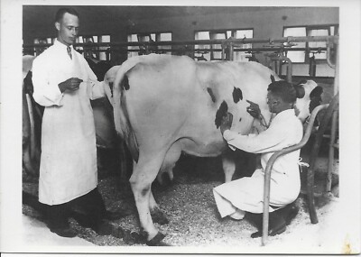 Cow Check-Up, 1930 --POSTCARD | eBay