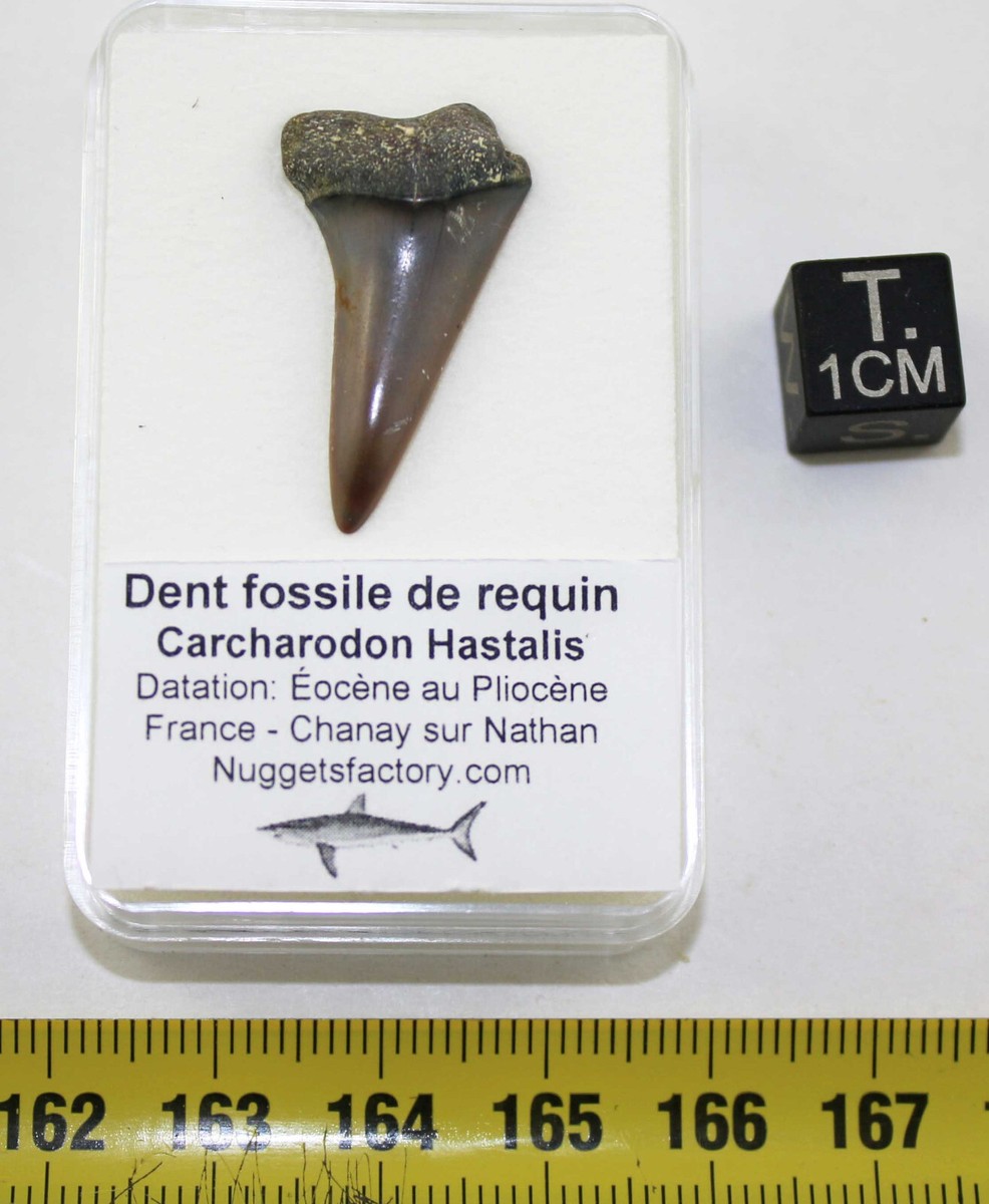 Types De Dents De Requin Whale Shark Requin Baleine (Rhincodon