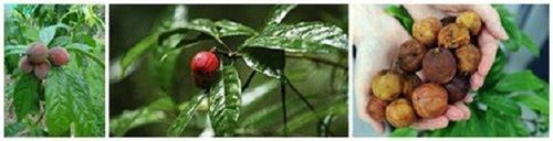 Blushwood Berry EBC 46. From Seed Very Potent US SELLER | eBay