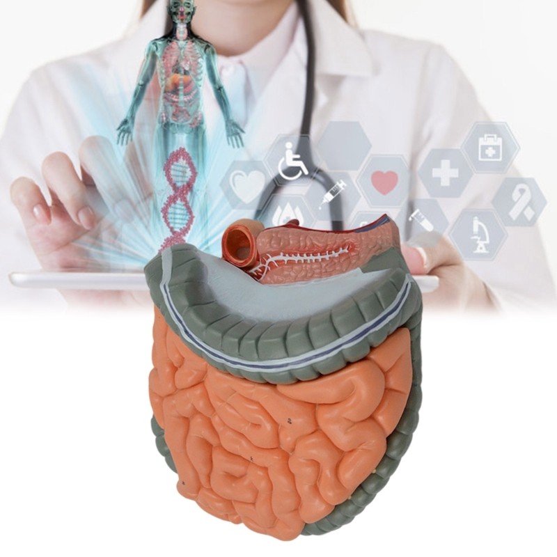 Human Large Intestine and Cecum Anatomy Model for Hospital | eBay