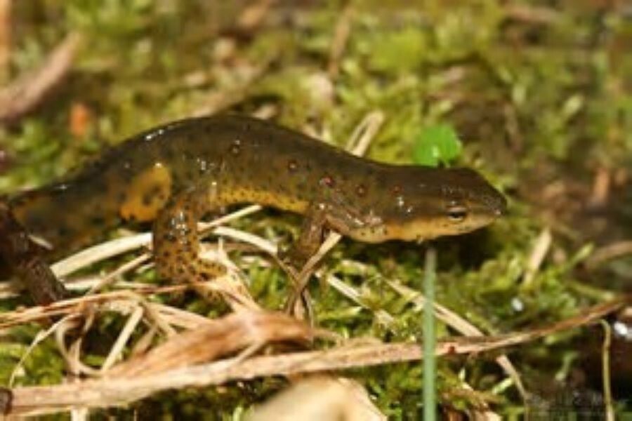 5+ Live - Eastern Newt larvae / Spotted salamander larvae | eBay