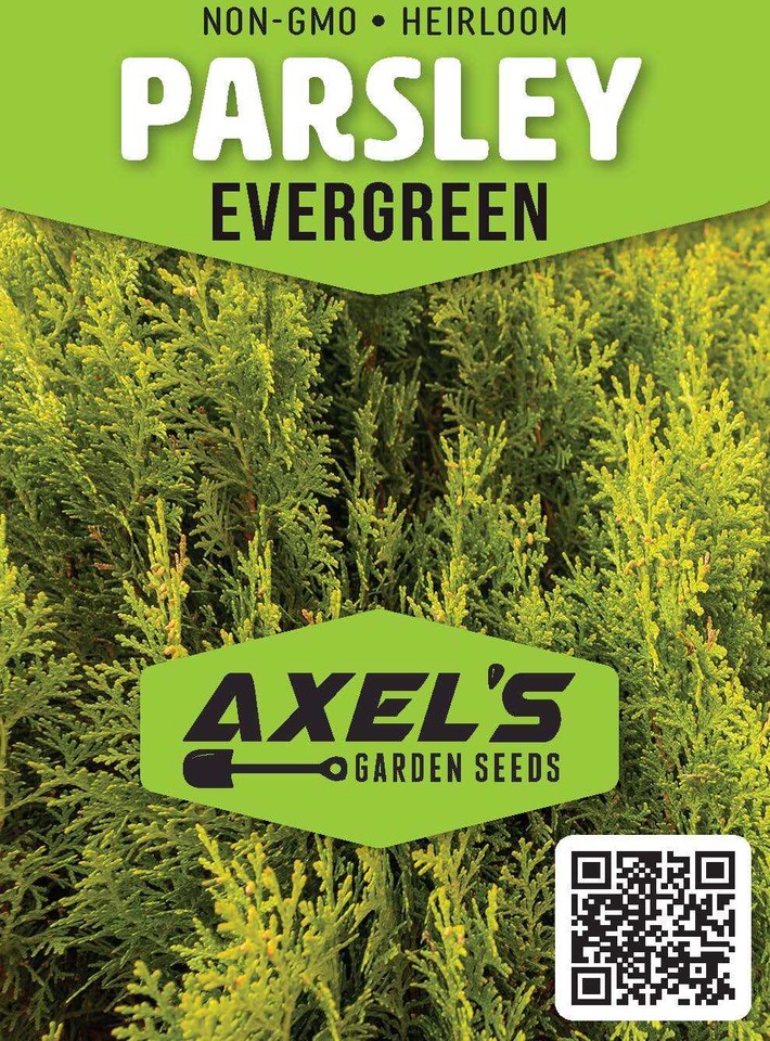 Evergreen Parsley Seeds | Heirloom | Non-GMO | Fresh Garden Seeds | eBay