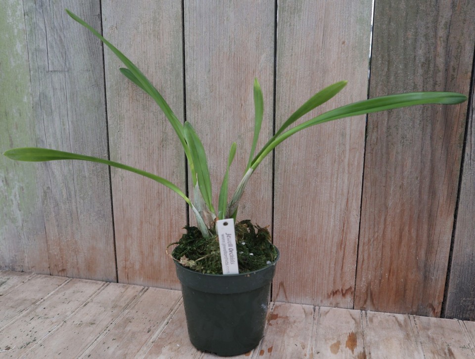SPECIES Pink Encyclia dichroma ORCHID PLANT | eBay