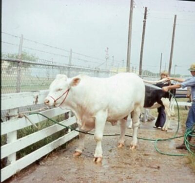 MAN SPRAYING WATER UP A COWS BUTT 1977 35mm PHOTO SLIDE | eBay