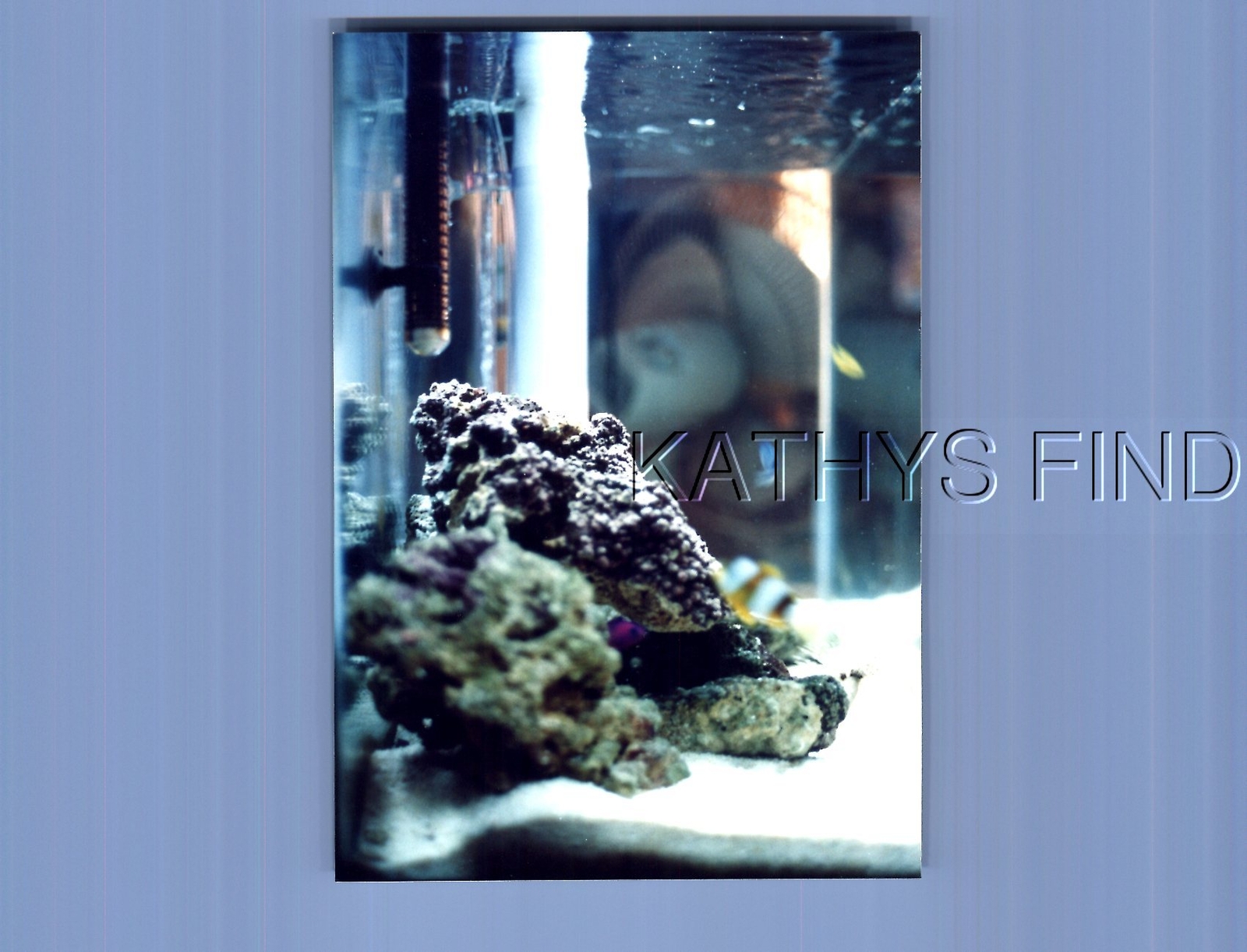 FOUND COLOR PHOTO G+5690 ABSTRACT VIEW LOOKING THROUGH AQUARIUM | eBay