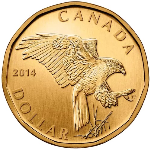 Canada 2014 - Ferruginous Hawk - Specimen Loonie!! | eBay