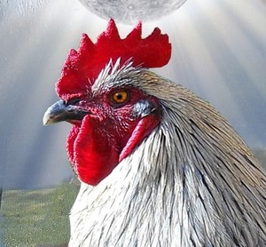 Evil Rooster Vintage | eBay UK Stores