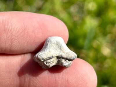 Kansas Fossil Sharks Tooth Ptychodus decurrens Cretaceous Age Niobrara ...