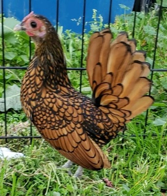 6 Silver Golden Sebright hatching Eggs!! Free Shipping | eBay