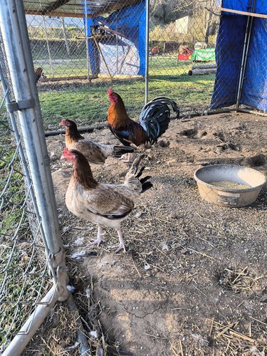 6 Boston Roundheads Pure Hatching Eggs | eBay