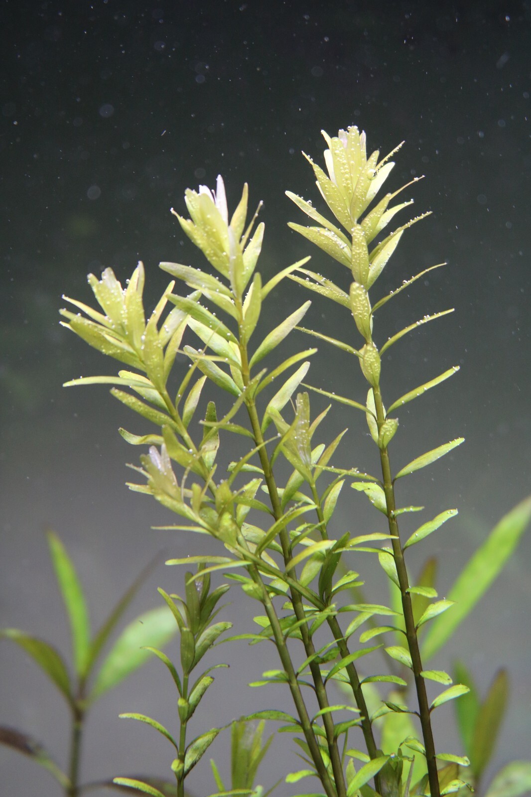 Floratica 12 X Rotala Rotundifolia Live Aquarium Plants Tropical Fish ...