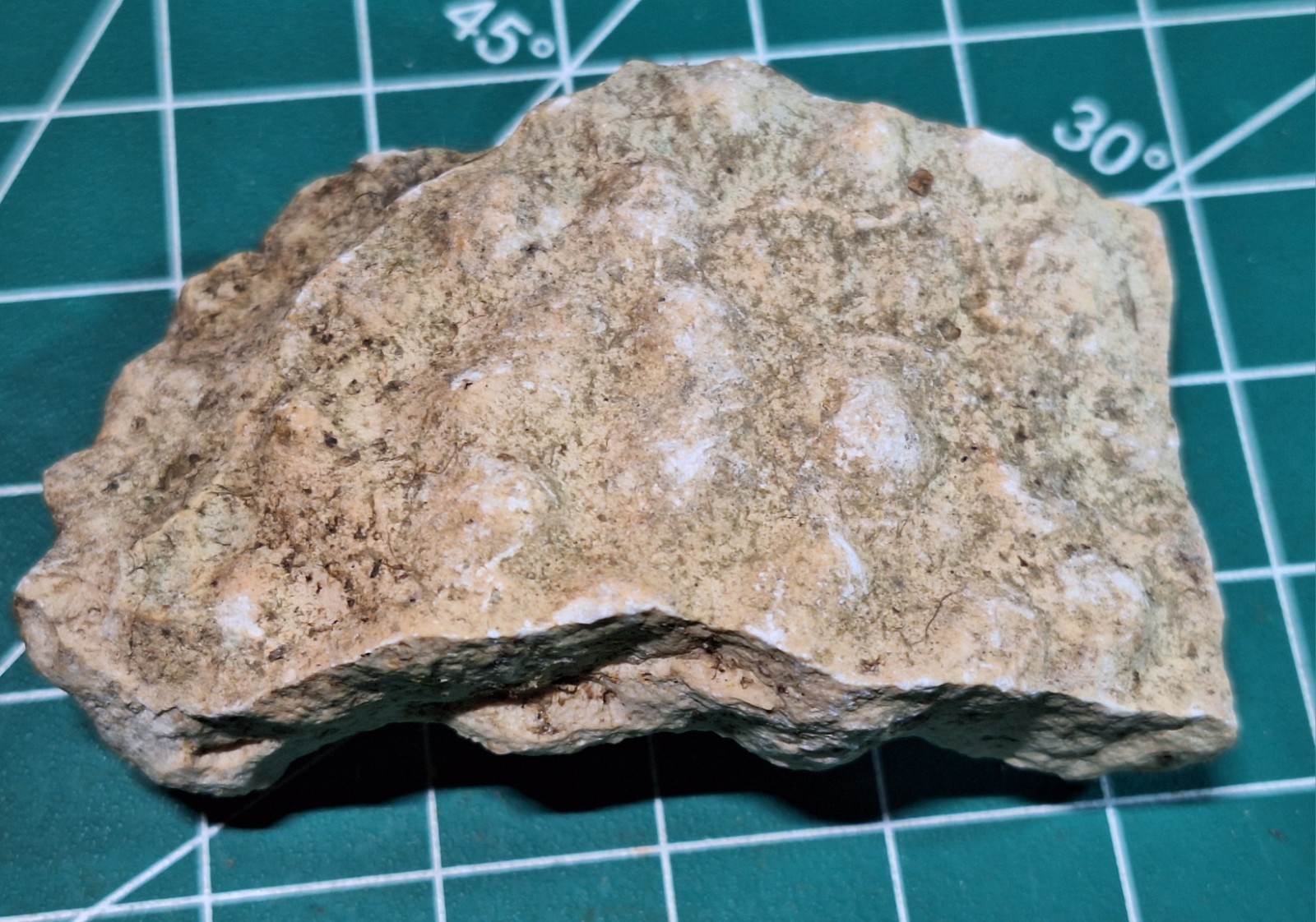 Stromatoporoid Fossil - Fossilized Sea Sponge Devonian Period Michigan ...