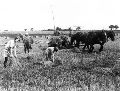 Farm workers gathering up sheaves stack up during harvest time 1924 Old ...