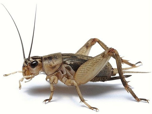 Live Pet Reptile Cricket Feeders Gut-Loaded Alive Insect Crickets ...