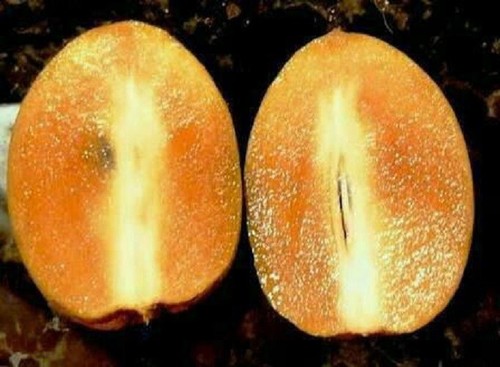 Grafted ALANO SAPODILLA Fruit Tree Grow in Pot Free Phyto | eBay