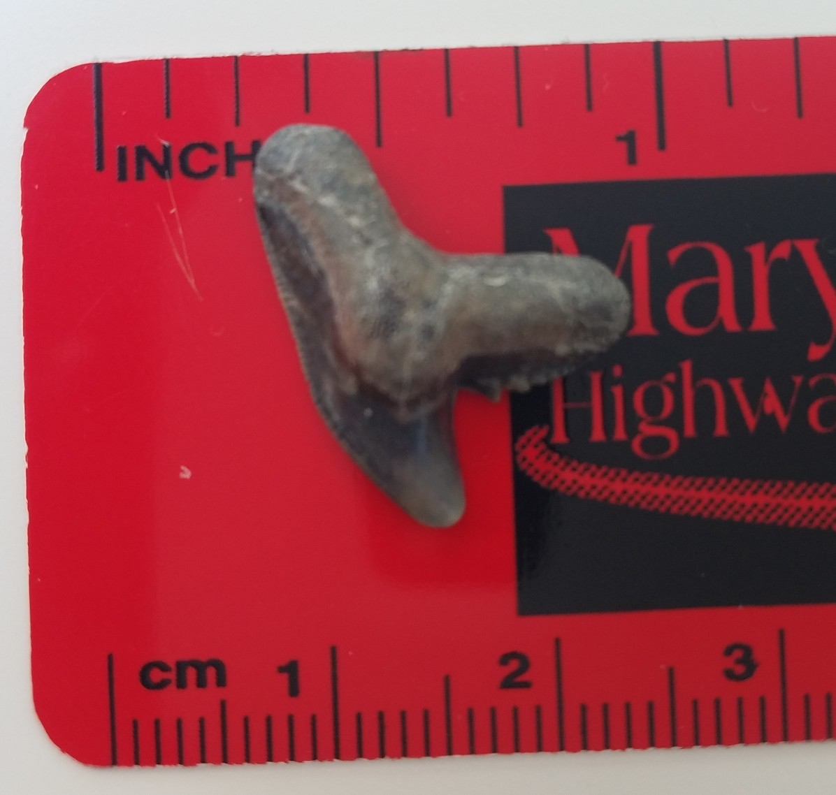 Fossil Miocene Tiger Requiem Shark Tooth NC Galeocerdo aduncus ...