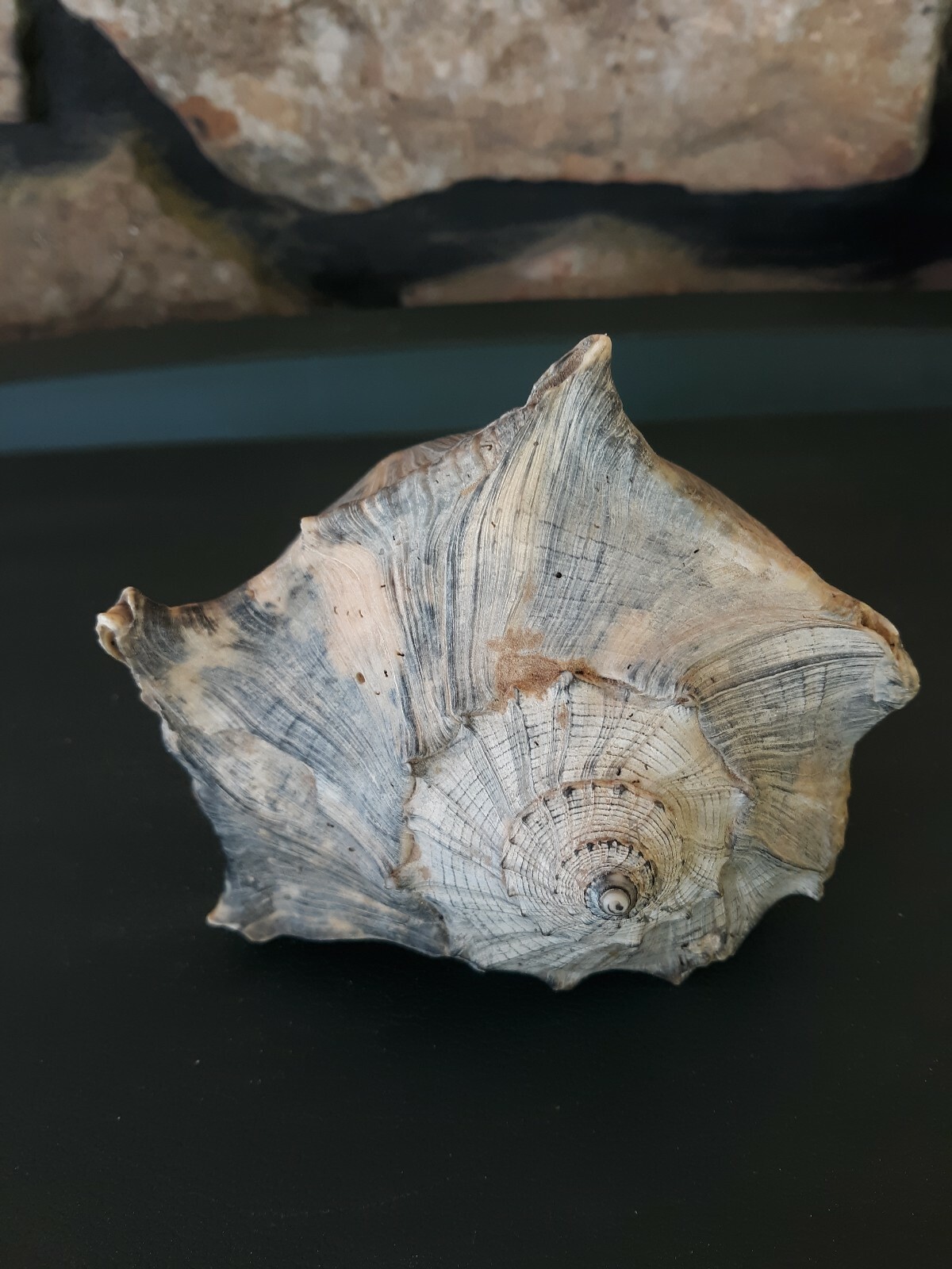 Conch Shell Natural Tritons Horn Seashell Shells Clam Large 10" x 5 ...