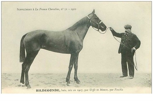 hippisme.n°37603.hildegonde.baie .1911.CHEVAUX.SUPPLEMENT A LA FRANCE ...