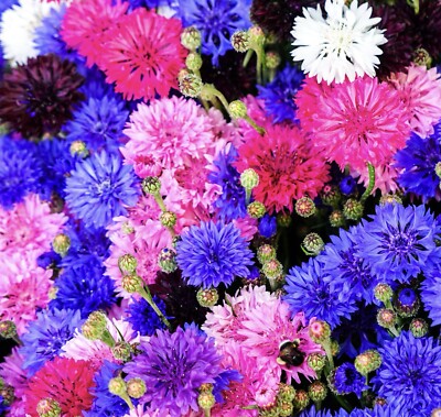 200x Dwarf Cornflower Double Polka Dot Mix Seeds - Centaurea Cyanus ...
