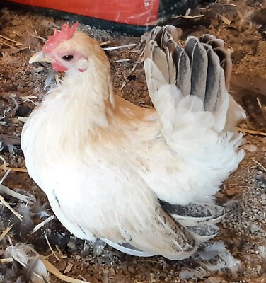 Poultry - Serama Eggs