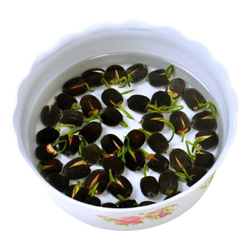30Seeds Lotus Mix FlowerSeed Hand Picked Aquatic Plants Water ...